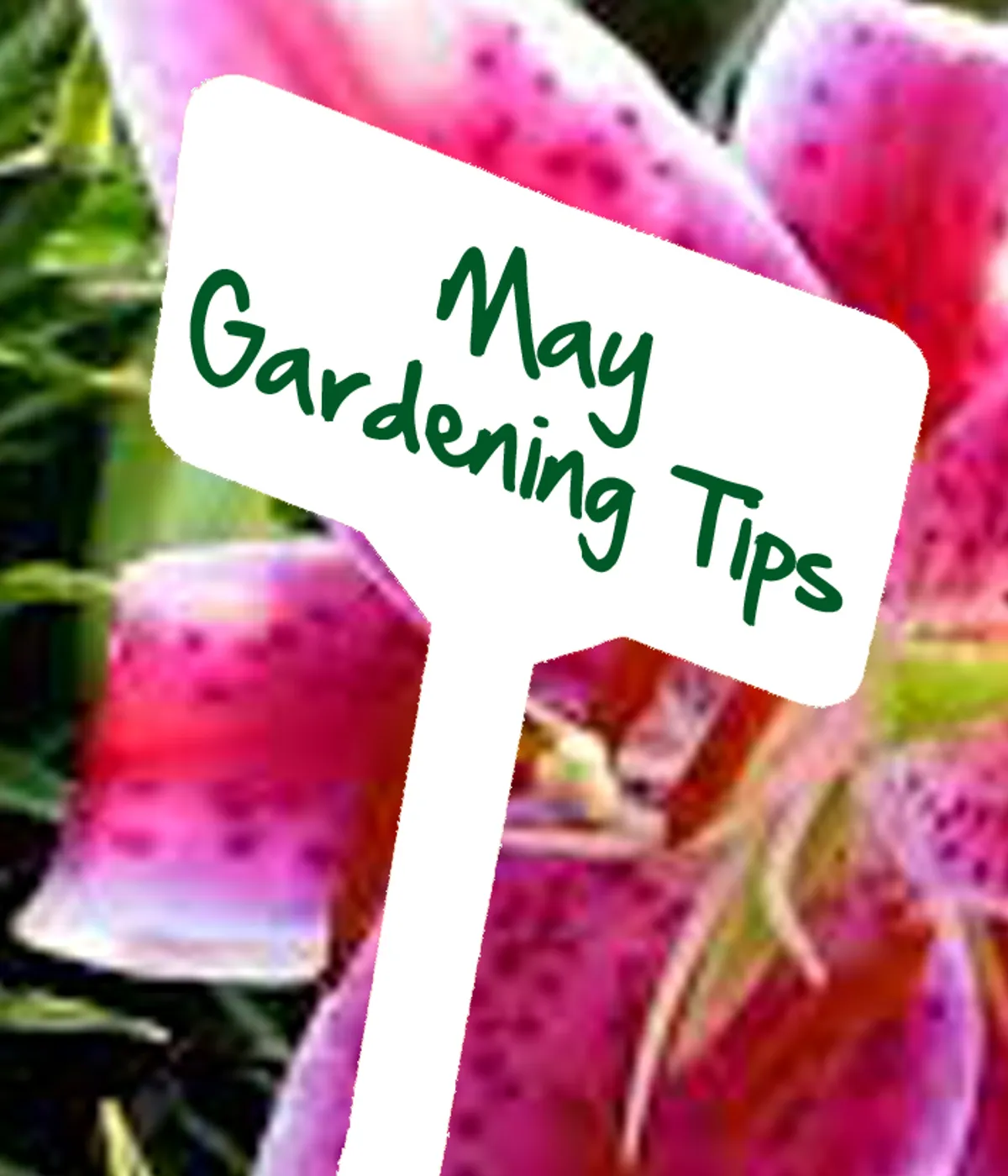 May Gardening Tips - Upton Times